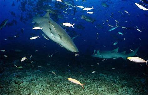 Tawny Nurse Shark Discover Fishes