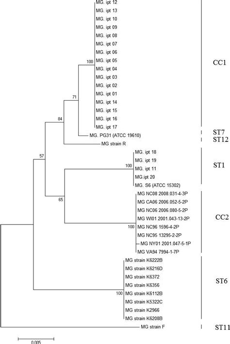 Nj Tree Of 40 M Gallisepticum Strains Based On The Concatenated Download Scientific Diagram