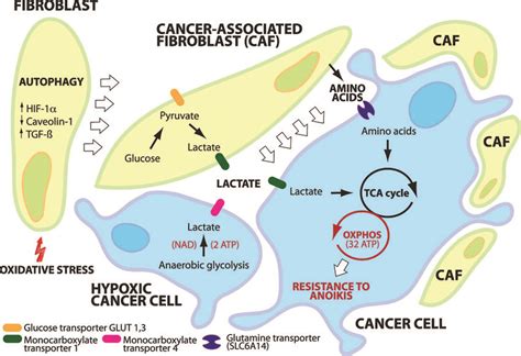 Reverse Warburg Effect Cancer Associated Fibroblasts Cafs Form Download Scientific Diagram