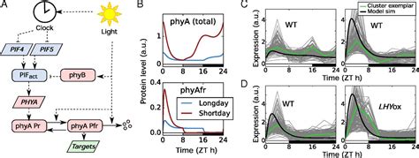 Dawn And Photoperiod Sensing By Phytochrome A Pnas