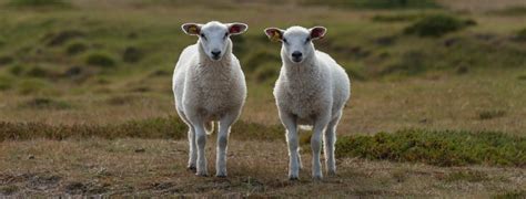 Equality And Comparison In Java Pitfalls And Best Practices