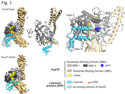 Binding Mode Of J Domain Hsp70 Complexes Download Scientific Diagram