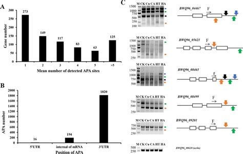 Alternative Polyadenylation Analysis A Distribution Of The Number Of Download Scientific