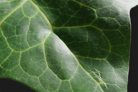 library ivy macro scan friendly shade