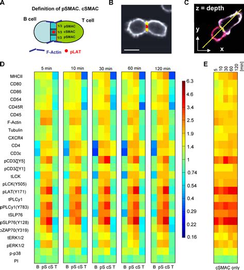 Sustained Antigen Specific Tcr Signaling During A Two Hour Process Of