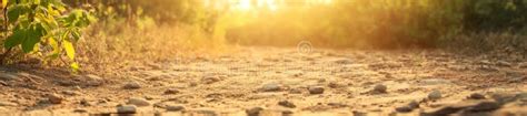 Sunlit Path Through Sparse Vegetation On Dry Ground Stock Illustration