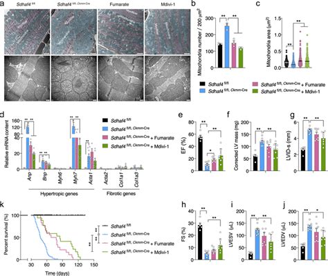 Inhibition Of Drp1 Or Supplement With Fumarate Prolongs Lifespan Of