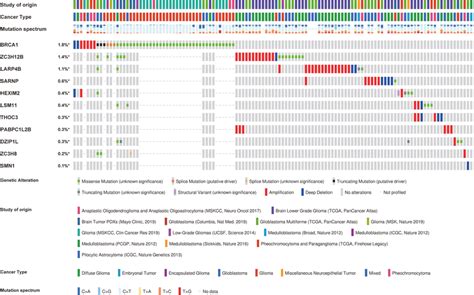 The Oncoprint Plot Describing The Mutation Copy Number Alteration And