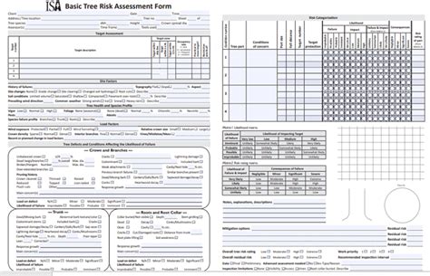 Tree Safety And Condition Reports — Treecology