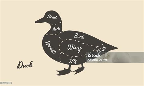 고기 다이어그램 고기의 상처 흰색 배경에 고립 된 오리 실루엣 정육점 레스토랑 메뉴를위한 빈티지 포스터 벡터 일러스트레이션 가금류에 대한 스톡 벡터 아트 및 기타 이미지