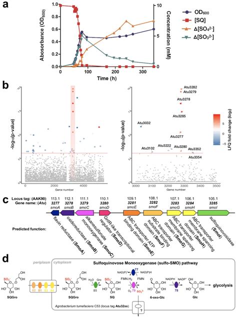 Figure 1 From A Microbial Sulfoquinovose Monooxygenase Pathway That Enables Sulfosugar