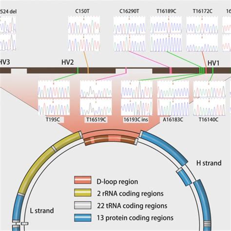 Forest Plot Of Odds Ratio Of Mtdna D Loop Snps With A Minor Allele Download Scientific Diagram