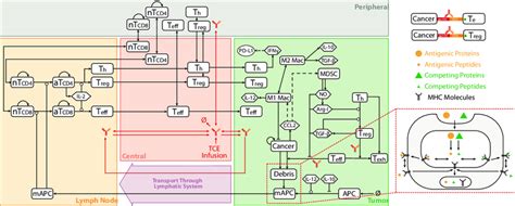 Qsp Model Diagram The Model Is Divided Into Four Compartments
