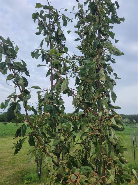 Pear Issues General Fruit Growing Growing Fruit