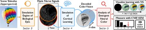 Figure 1 From A Computational Framework For Modeling Emergence Of Color