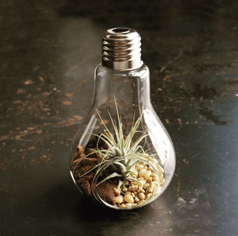 Light Bulb Plant