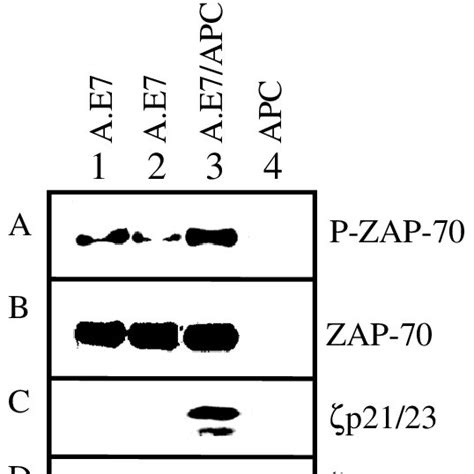Uncoupling Of Tcr Zeta Chain During Superantigen Induced Anergy