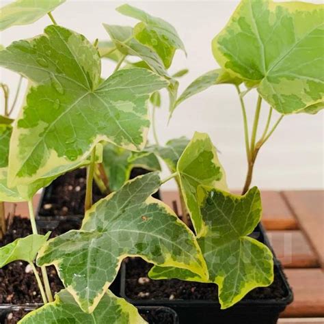 Хедера Хеликс плющ в наличии Цена 300₽ во Владивостоке