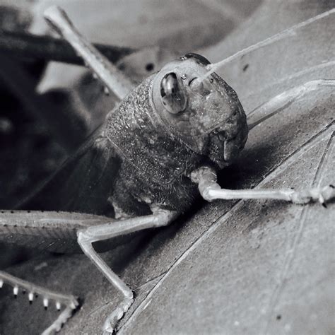 The Old Green Grasshopper