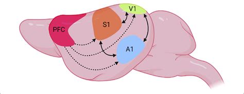 Multisensory Integration In Primary Sensory Areas Representation Of Download Scientific