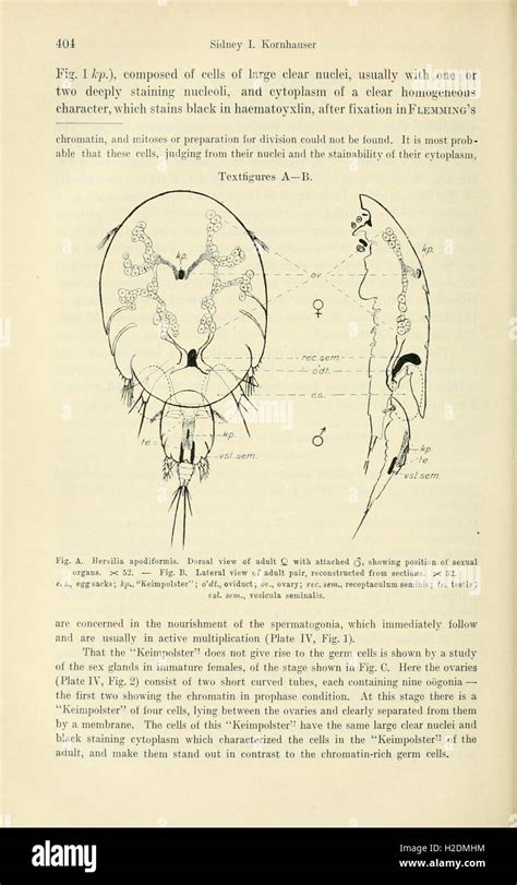 This Publication Focuses On Cell Research Providing Detailed Insights