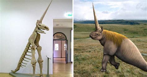 The Magdeburg Unicorn Is The Worst Fossil Reconstruction In The History