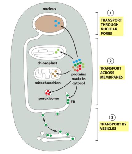 Lecture Protein Sorting Flashcards Quizlet