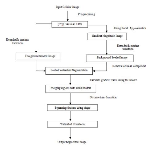 Flow Diagram Of Our Cell Segmentation Strategy Download Scientific Diagram