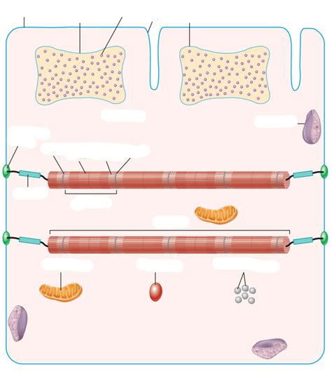 Ch 10 Simplistic Representation Of A Muscle Fiber Diagram Diagram Quizlet