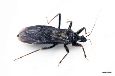 Top 10 Scariest Bugs In The World