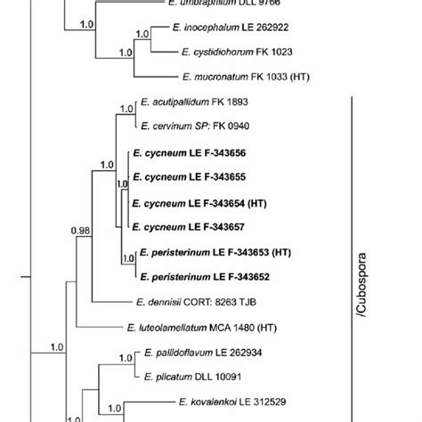 phylogenetic tree derived from bayesian analysis based on tef1α data