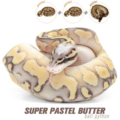 Fuck Yeah Ball Python Morphs Photo