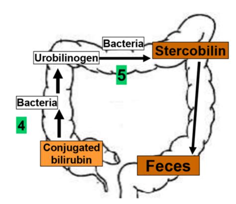 Sgu Dm 30 Heme Degradation And Jaundice Flashcards Quizlet