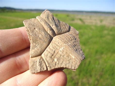 Detailed Turtle Nuchal Scute Recently Sold Fossils Prehistoric Florida