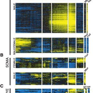 Sex Enriched Germline And Somatic Genes And Eye Dif Ferentiation Download Scientific Diagram