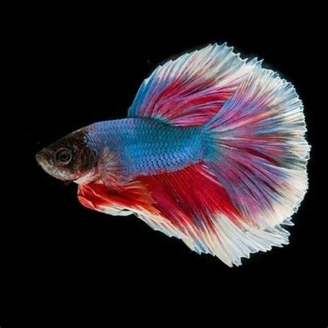 Moon Tail Betta Fish Size 3 Inch At ₹ 80piece In Howrah Id