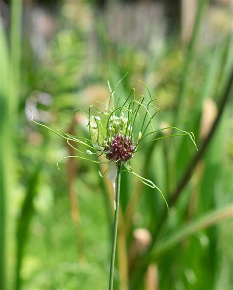 Allium Hair Peter Nyssen Buy Flower Bulbs And Plants Online