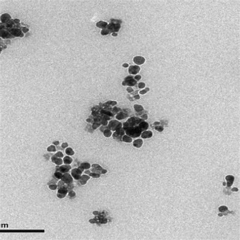 Biological Selenium Nano Particles Modify Immune Responses Of