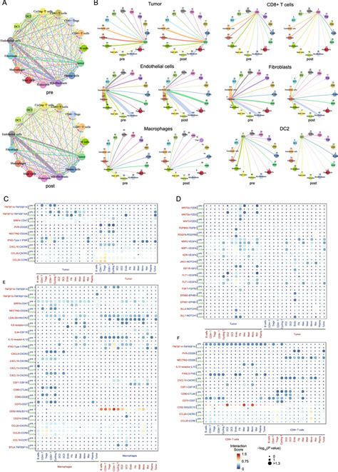 Analysis Of Cell Cell Interactions Among Cells In The Gastric Cancer