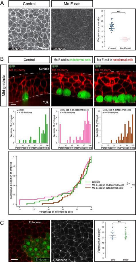 Endodermal Germ Layer Formation Through Active Actin Driven Migration Triggered By N Cadherin Pnas