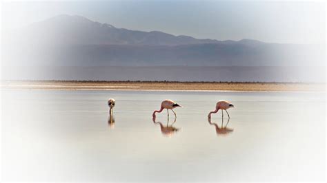 How To Blur The Edges Of A Photo Easily Without Photoshop