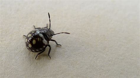 Bug Nymph Black Bug With White Spots He Was Very Active A Flickr