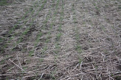 Erosion Control Cover Crops Canada