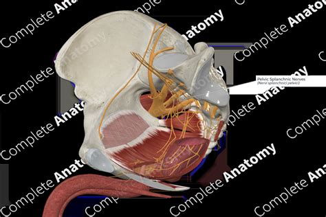 Pelvic Splanchnic Nerves Complete Anatomy