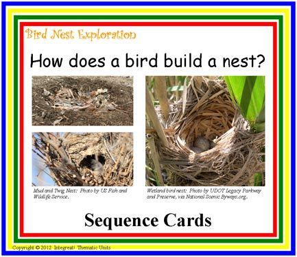 Bird Nest Exporations Bird Bird Nest Bird Nest Craft