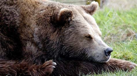 How Long Do Bears Hibernate Tee Shop Usa
