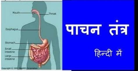 Ajit Pandey पाचन तंत्र Quick Revision Ajit Pandey