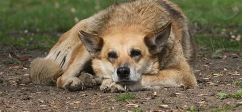 Общината ветеринарна клиника и природолюбители с акция за кастрация на бездомни кучета Pzdnes