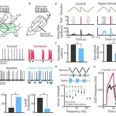 Bursting In Neurons In The Midbrain Ts A Neurons Within The Ts Download Scientific Diagram