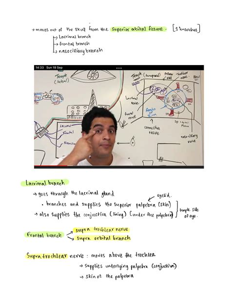 Solution Cranial Nerve 5 Trigeminal Nerve Studypool